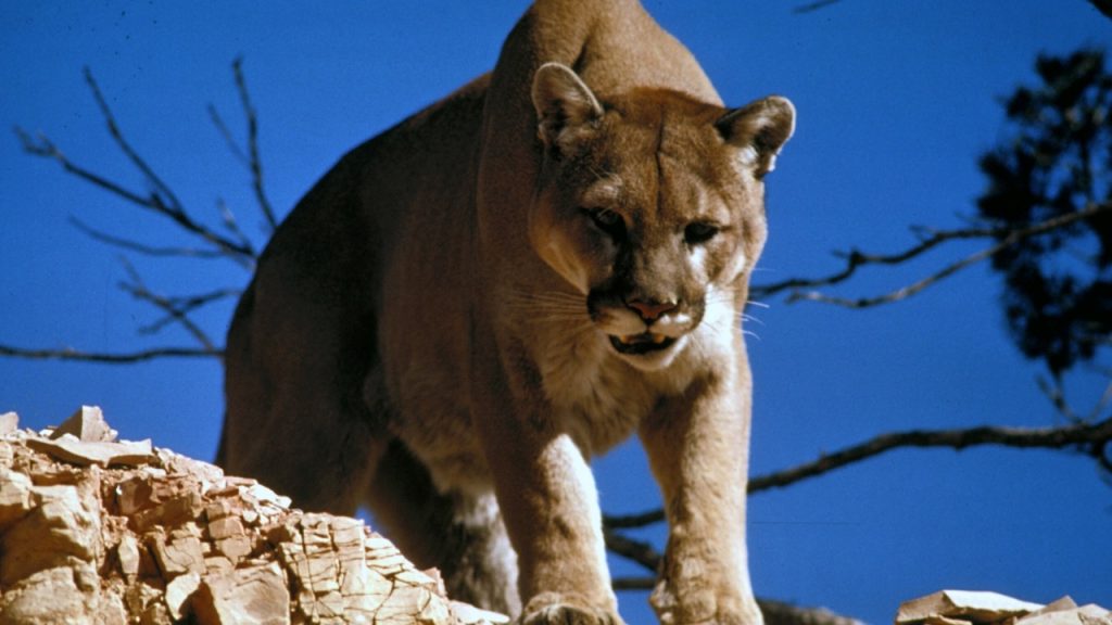 Mountain lion attacks on family dogs in California backyards fuel calls ...