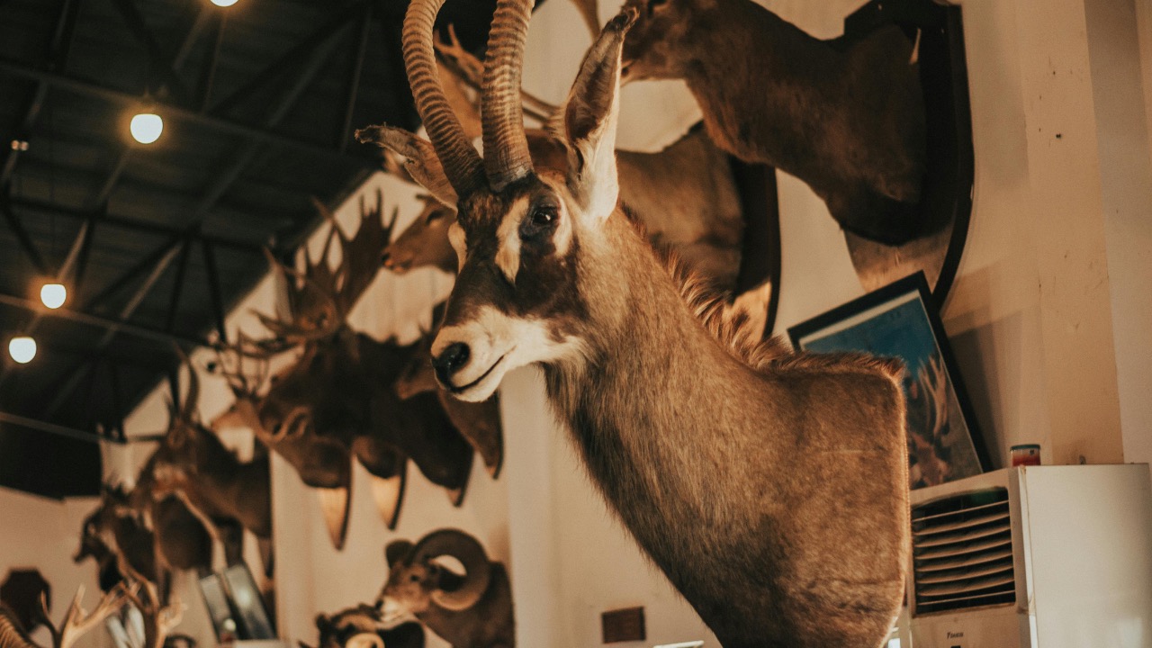Trophy Hunting Fees Fail to Deliver Promised Conservation Benefits ...